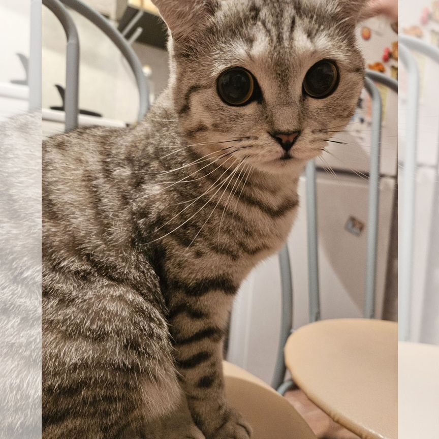 Шотландская кошка вислоухая стерилизованная