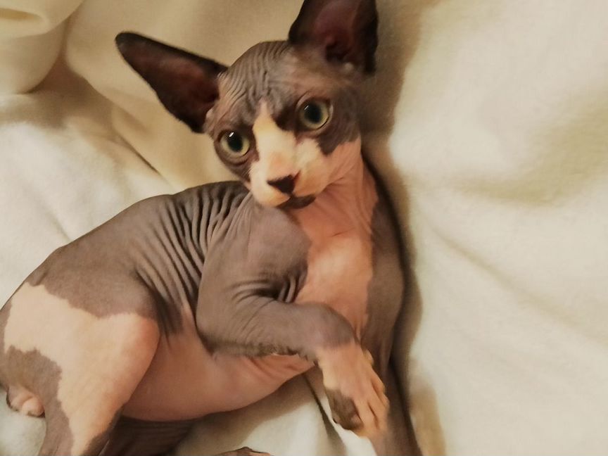 Канадские сфинксы котята