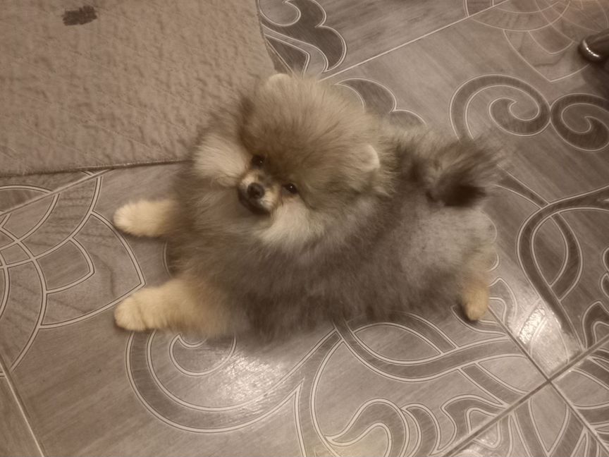 Шпиц померанец мальчик