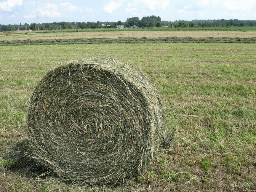 Сено в рулонах