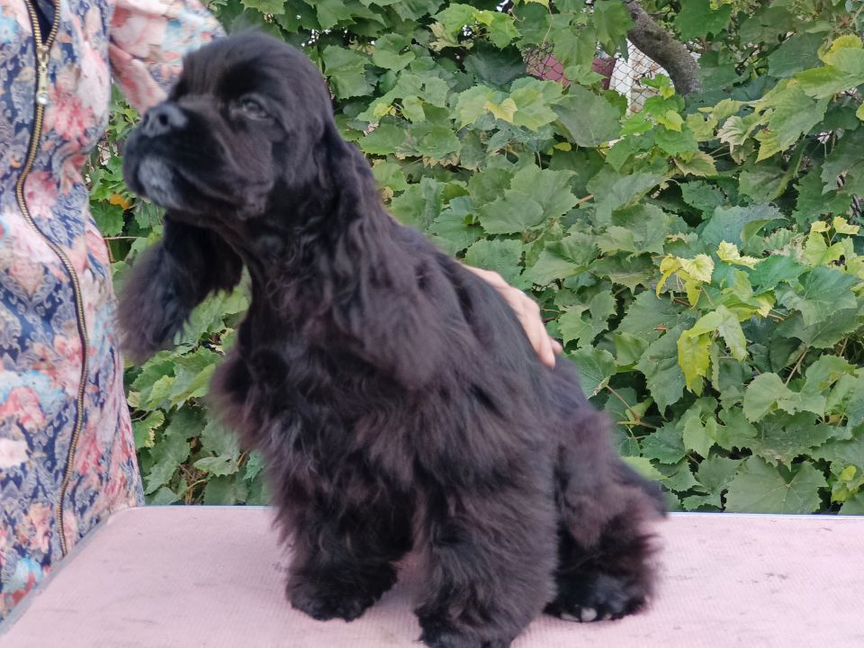 Черный кокер