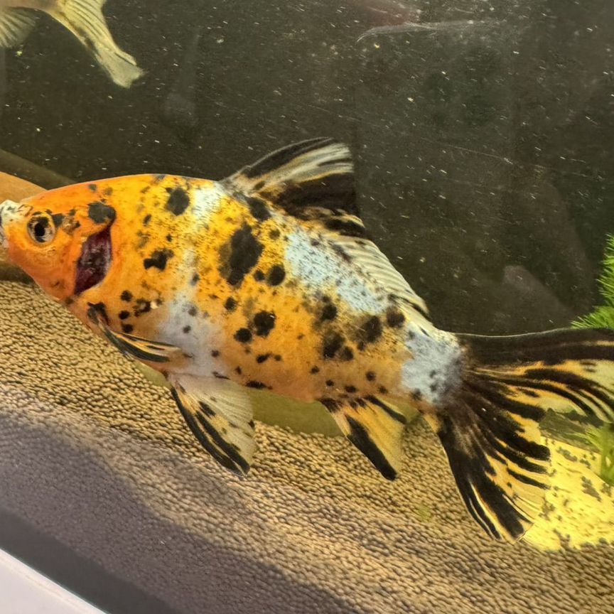 Золотая рыбка Шубункин