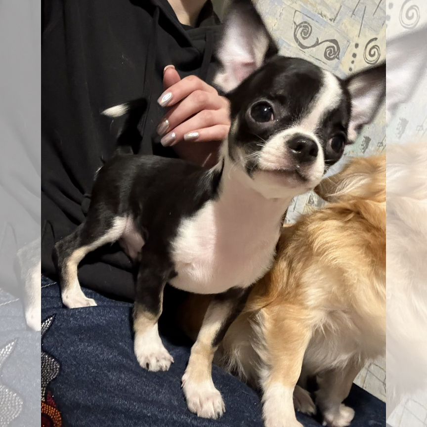 Чихуахуа, щенок