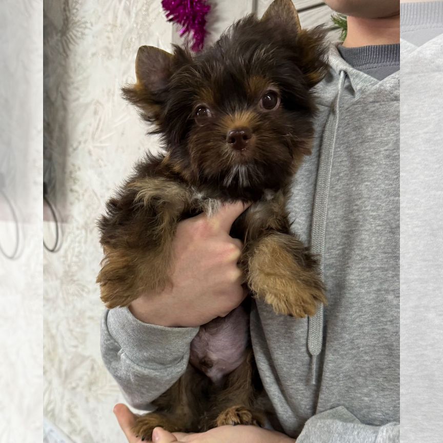Йоркширский терьер, щенок