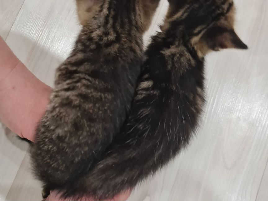 Котята