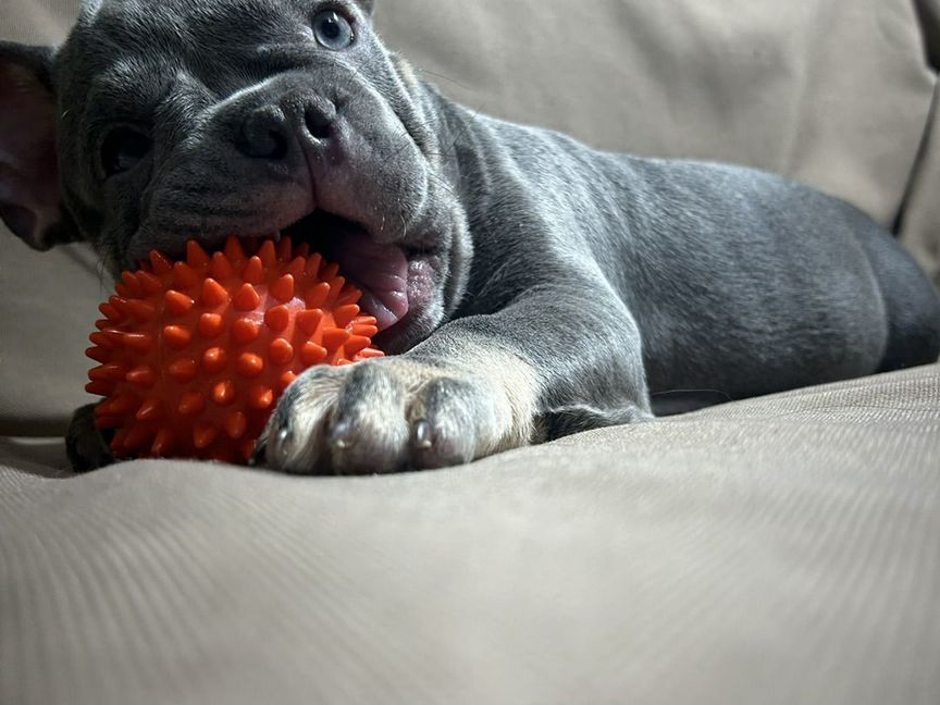 Французские бульдоги лилак, изабелла, роджо