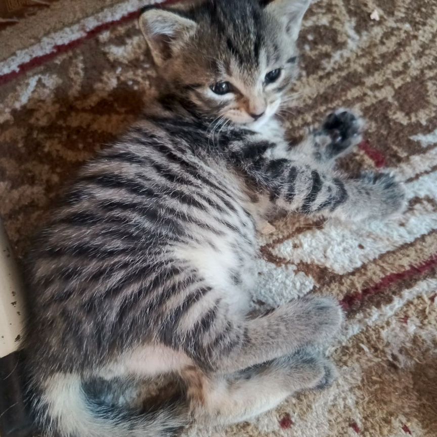 Отдам в добрые руки