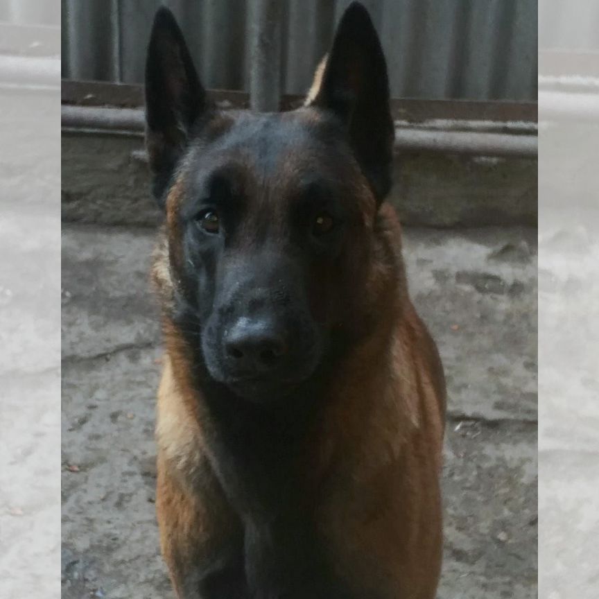 Бельгийская овчарка малинуа