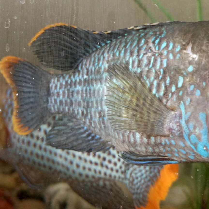 Аквариум с рыбками 150 литров