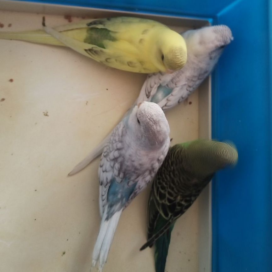 Птенцы волнистого попугая