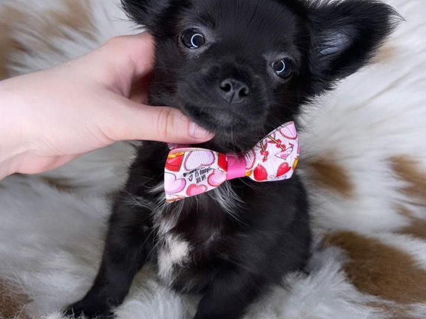 Чудесная Девочка Красавица