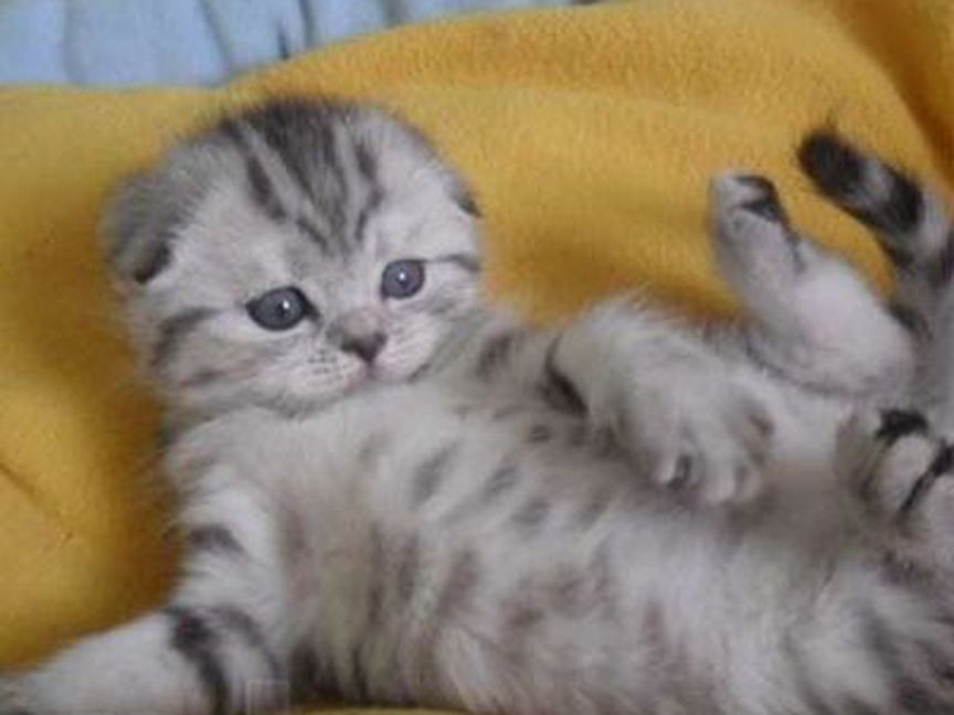 Серебристая вислоухая кошечка