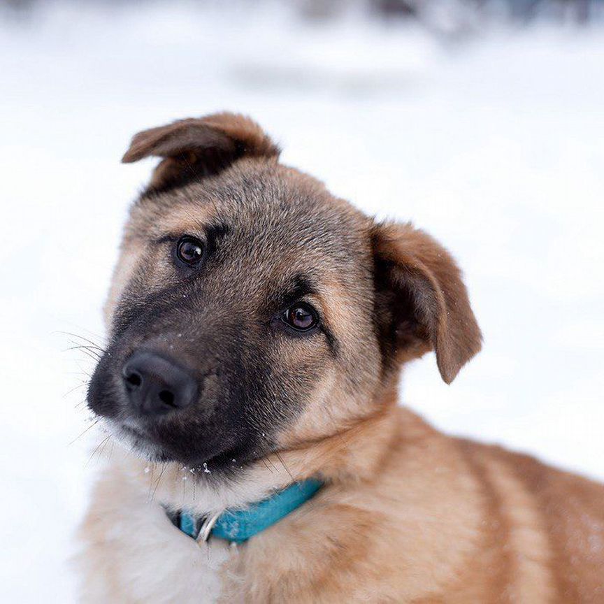 Щенок в добрые руки