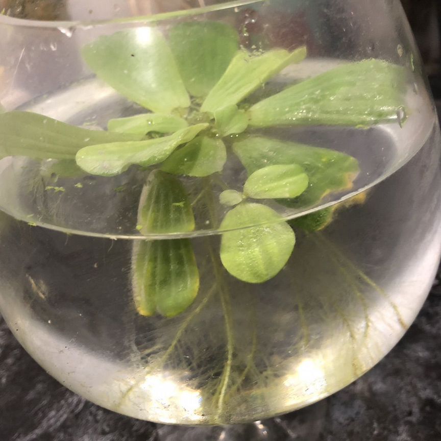 Растения пистия