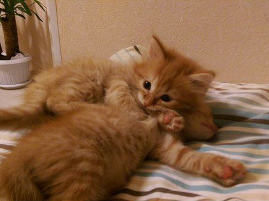 Сибирские котята