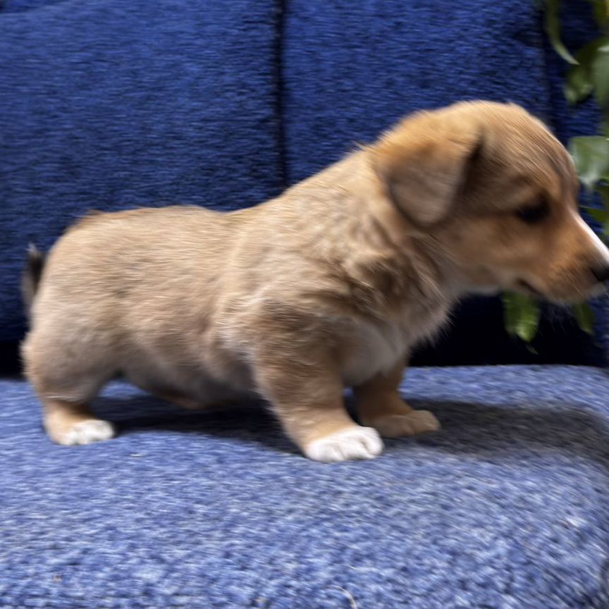 Вельш Корги Кардиган, щенок