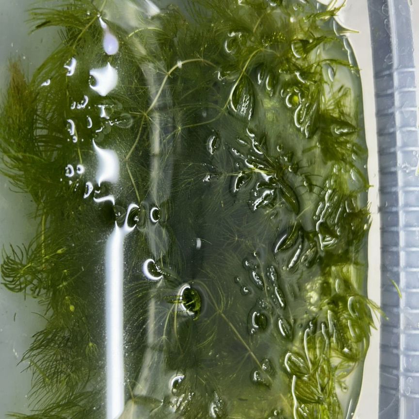 Роголистник бесплатно