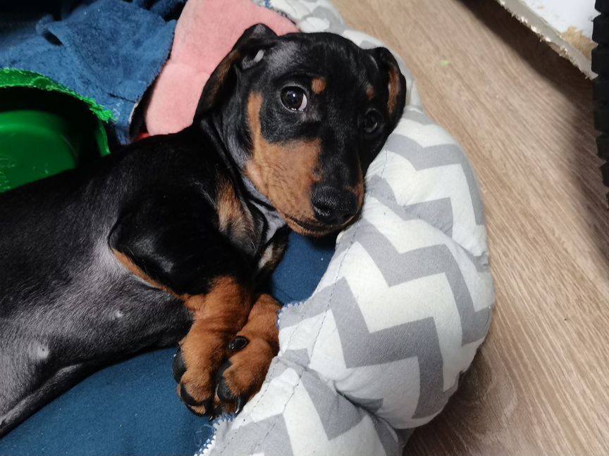 Щенки Породы Таксы