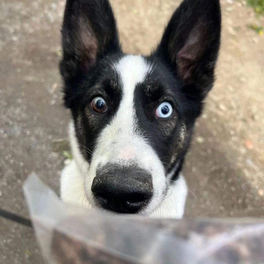 Собака в добрые руки