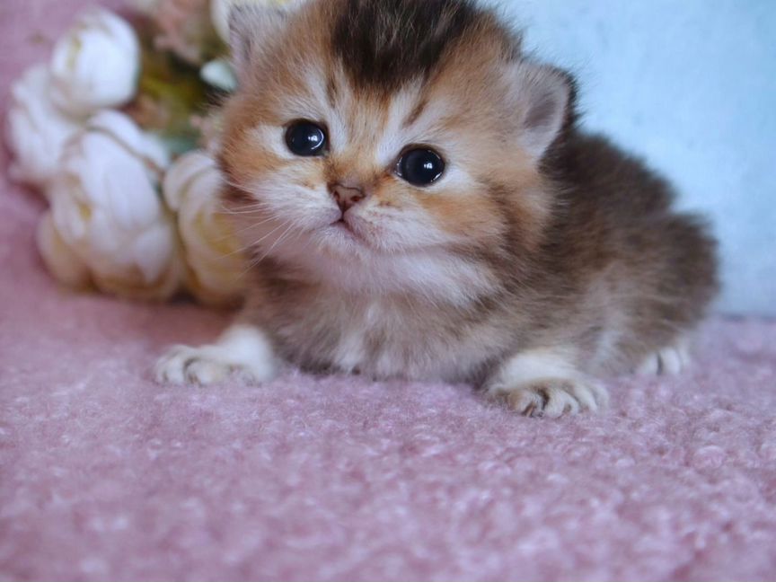 Британские котята