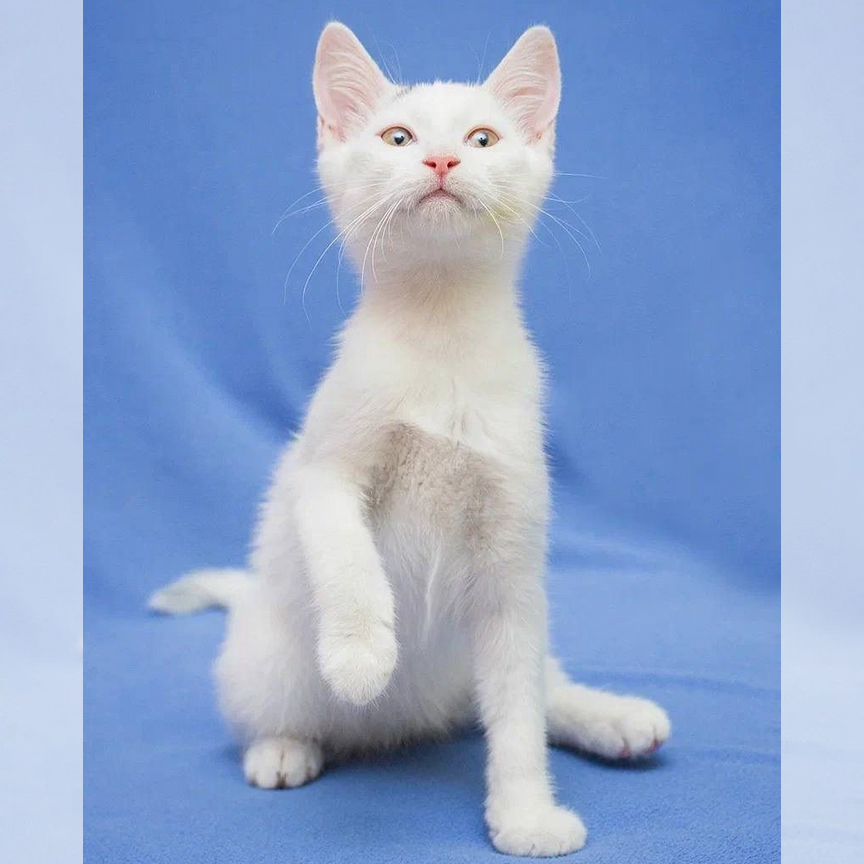 Ласковый нежный котенок в добрые руки