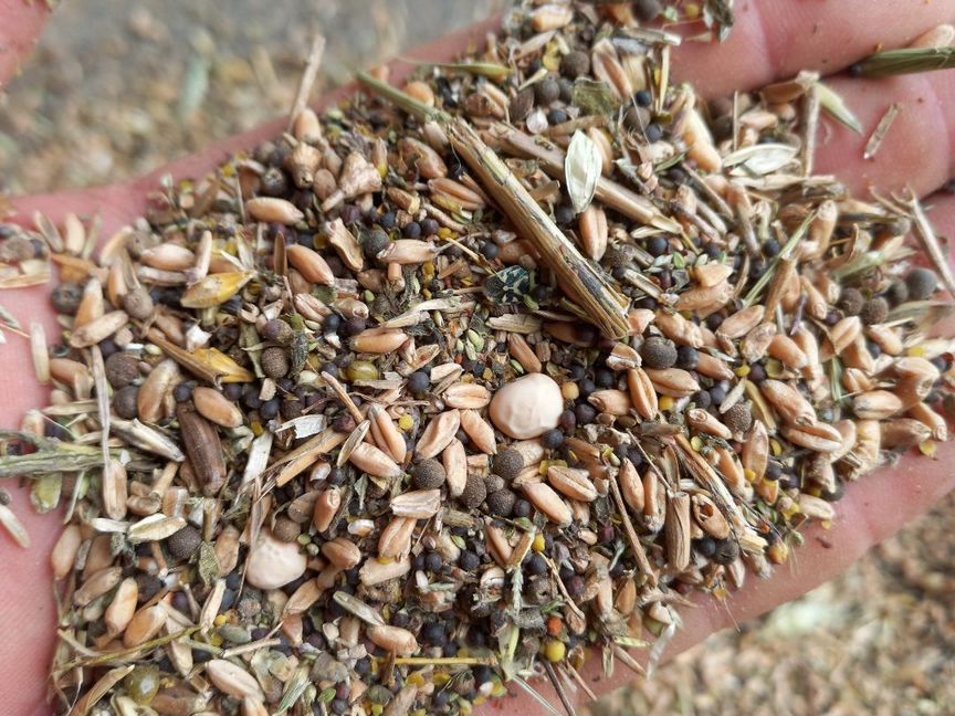 Отходы пшеницы