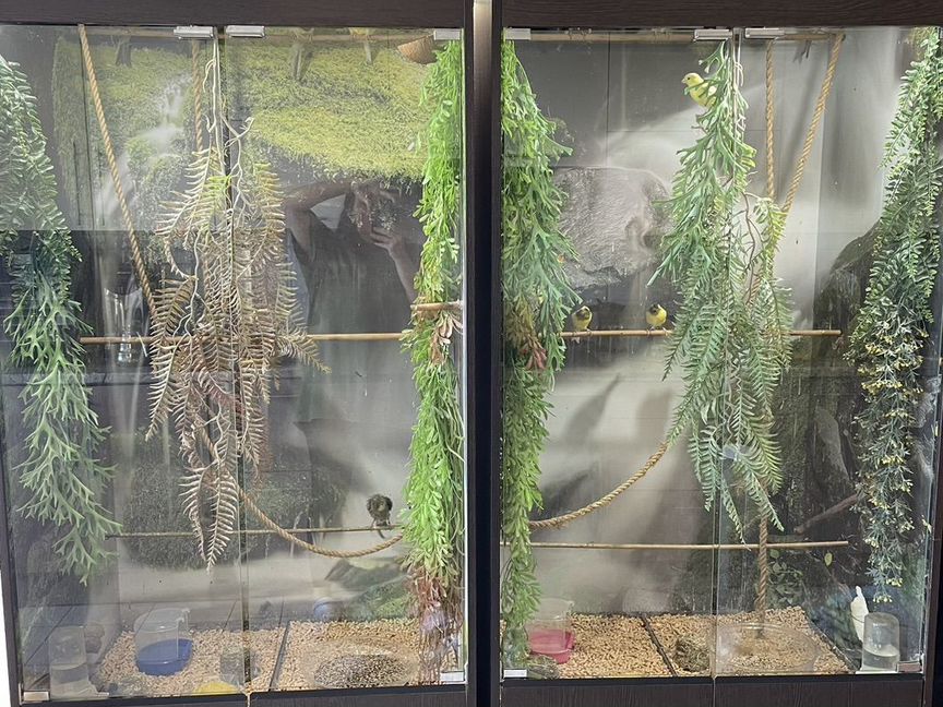 Клетка витрина для птиц