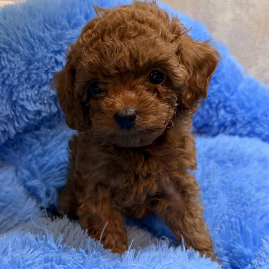 Той-пудель, щенок