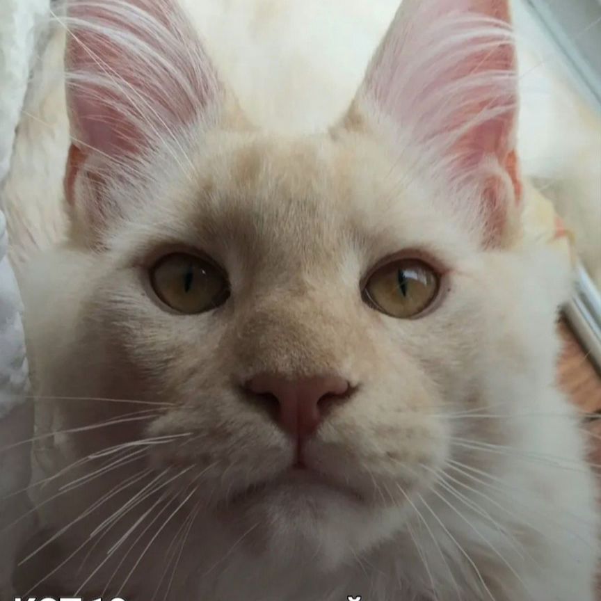 Мейн-кун котёнок