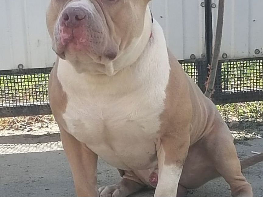 Американский булли