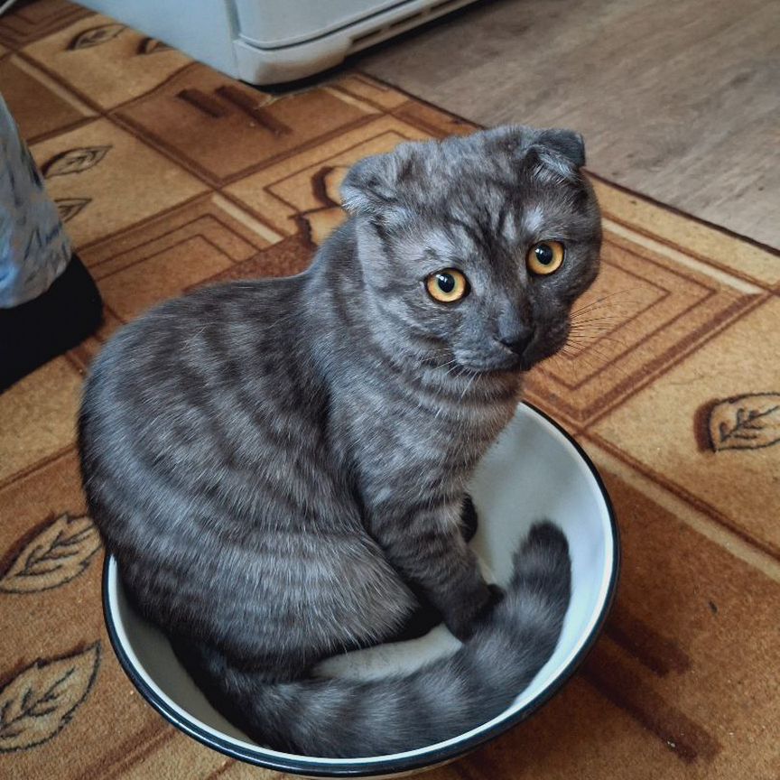 Шотландская вислоухая кошка бесплатно