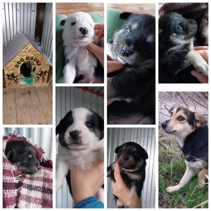 Карапузы щеночки в поиске дома