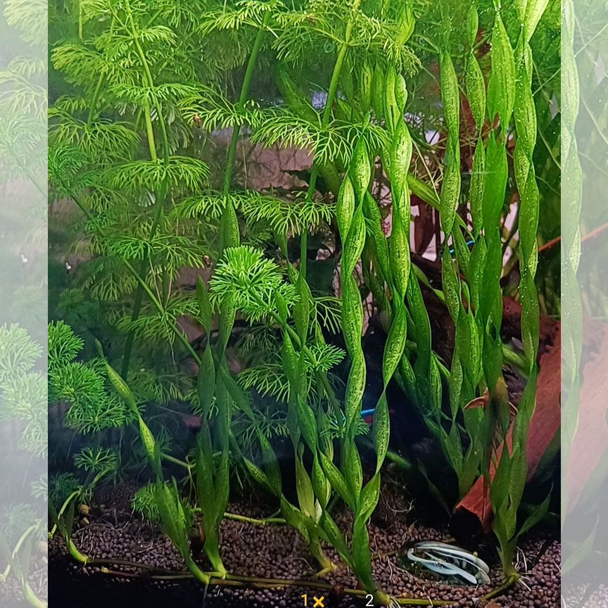 Валиснерия спиральная, кабомба