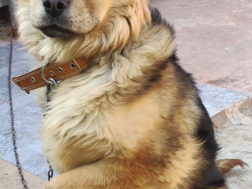 Собака Плюша выгнали на улицу