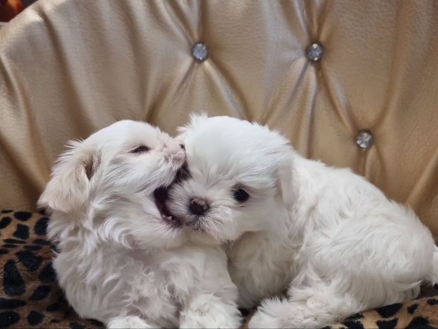Щеночки Мальтийской Болонки