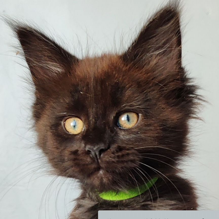 Мейн-кун котёнок