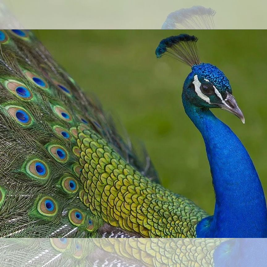 Птенцы индийского венценосного павлина