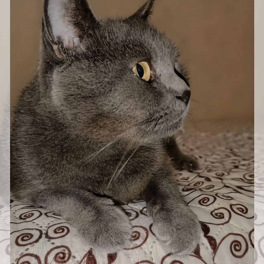 Британская короткошёрстная кошка, взрослая