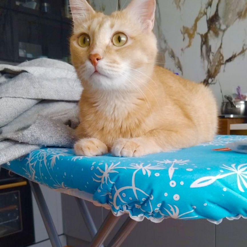 Котик в добрые руки