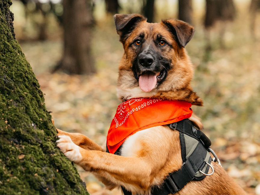 Собака в добрые руки