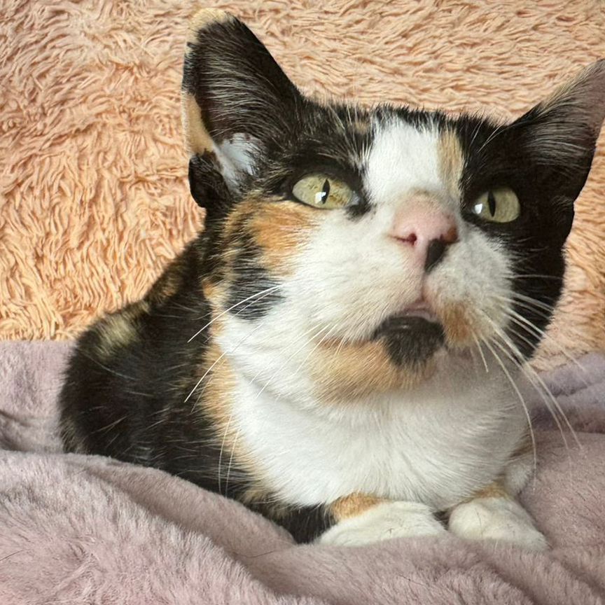 Взрослая кошка в добрые руки