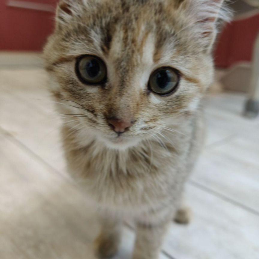 Котята в добрые руки бесплатно девочка