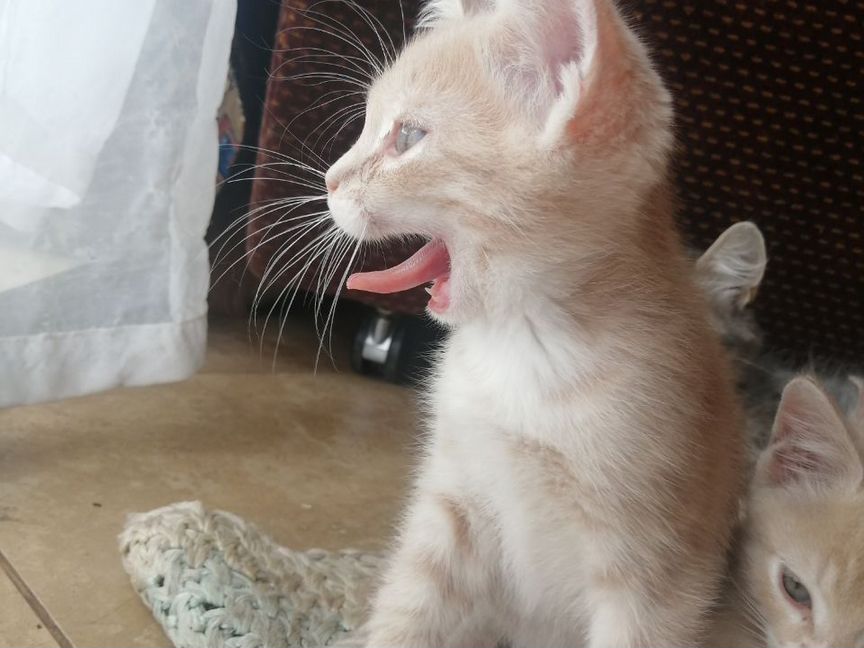 Кошка
