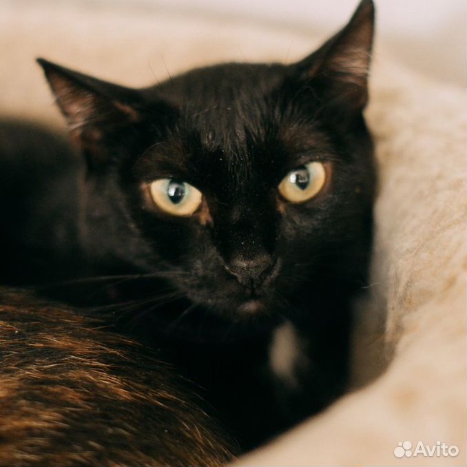 Кошка Таша ищет дом