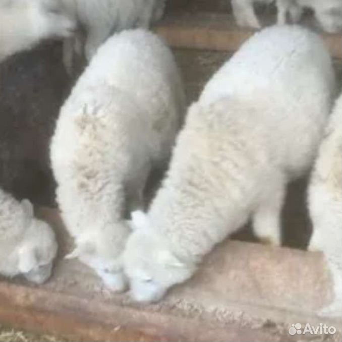 Продаю ягнят