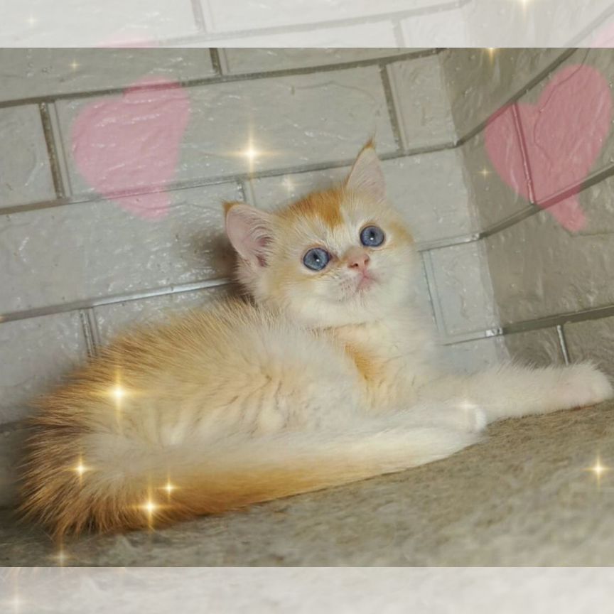 Котята золотая шиншилла