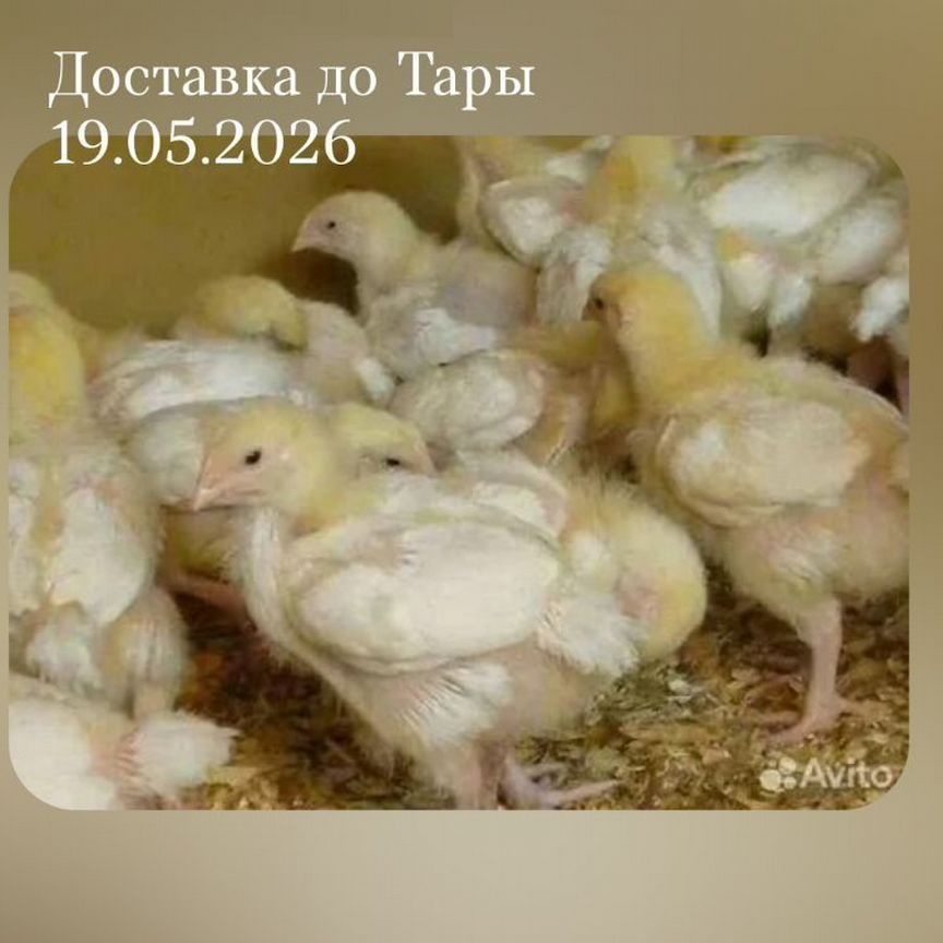 Цыплята бройлеры