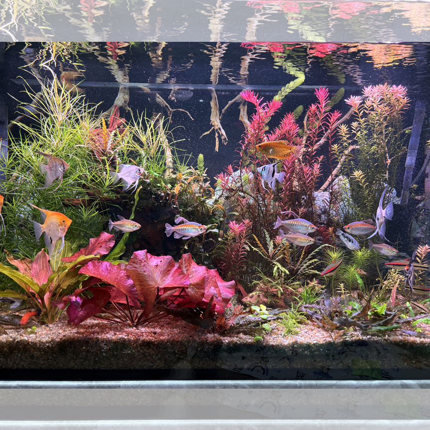 Обслуживание аквариумов