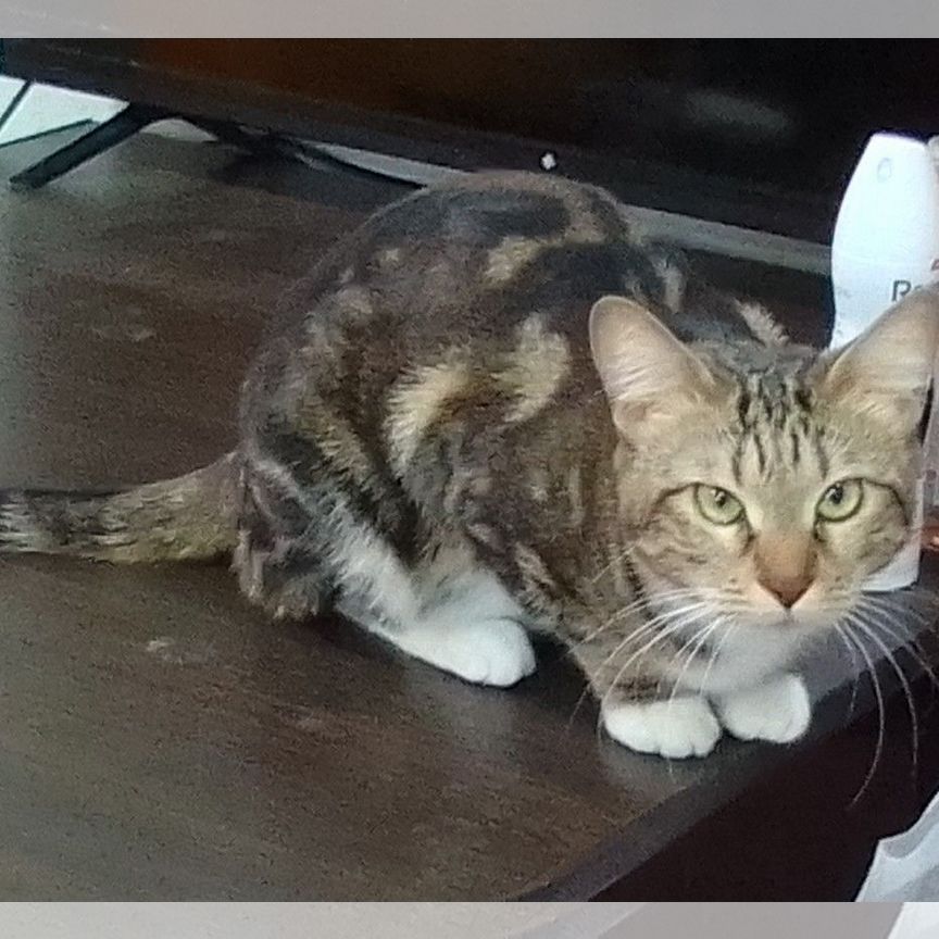 Бенгальская кошка