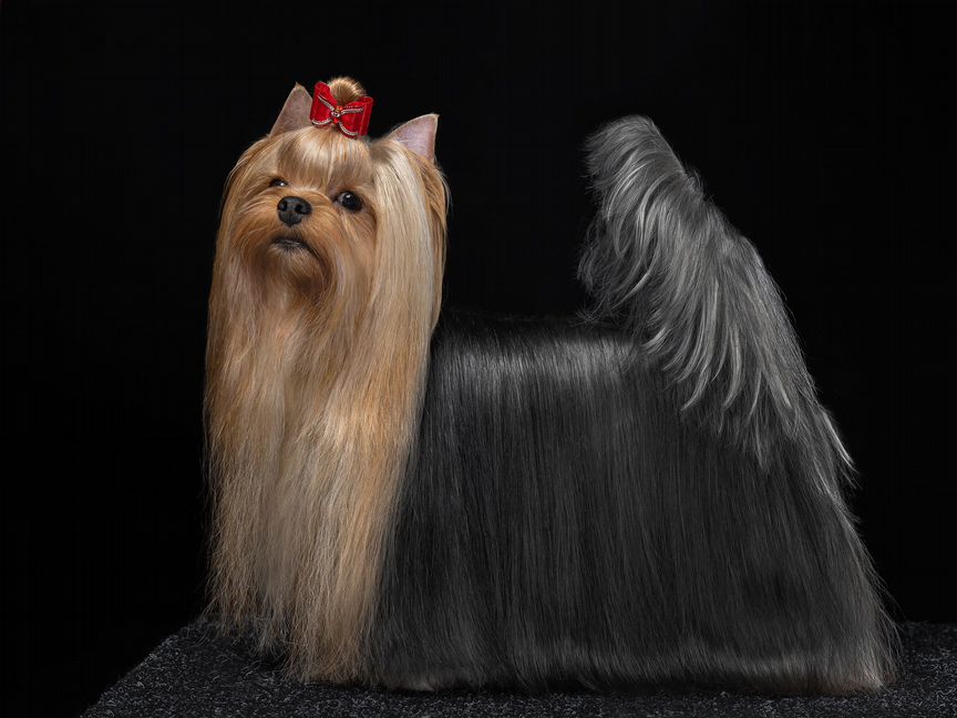 Йоркширские терьеры.Вязка с титулованными кобелями